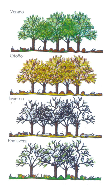 Nombres De Plantas Del Bosque Caducifolio Cuatro Tipos De Bosques: