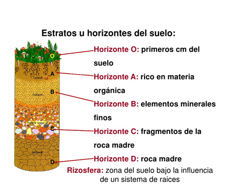 Diagrama De Capas Del Horizonte Del Suelo Procesos Que Intervienen En