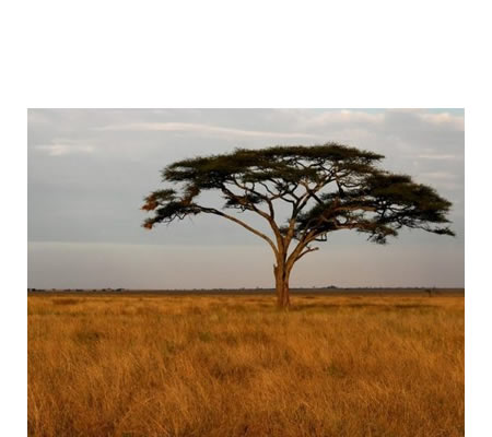 Adaptaciones De Los Animales En Las Praderas Templadas Connochaetes