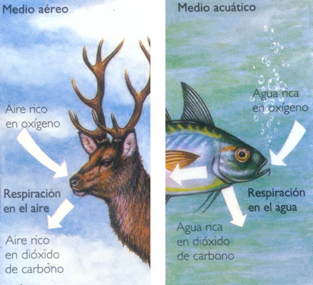 Ecología - La biosfera y los ecosistemas - Medios acuáticos y medios aéreos