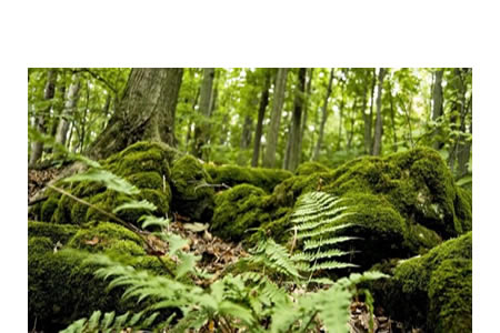 Ecología - Dinámica de los ecosistemas - El ciclo estacional en un ...