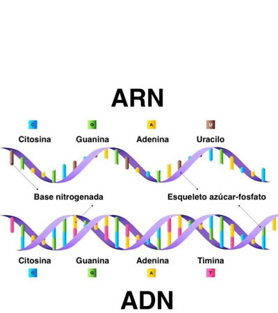 Química de los seres vivos - - Compuestos orgánicos